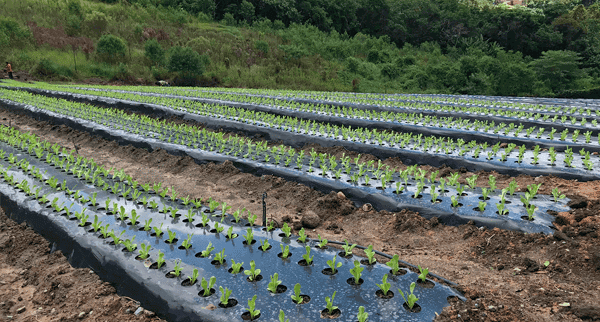 Mulching HP Black En | Nortene Plasticos